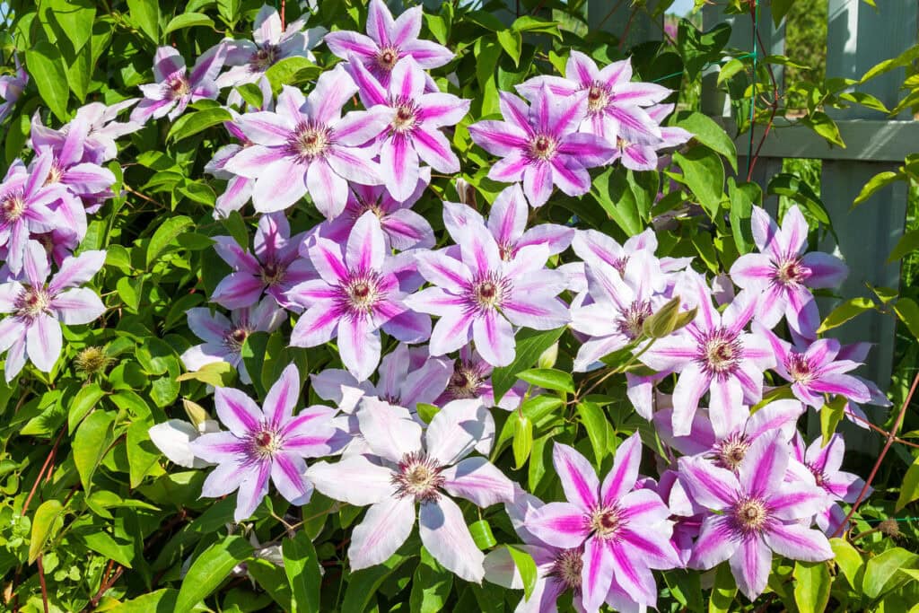 How To Keep Clematis Blooming All Season: Pruning & Care Tips