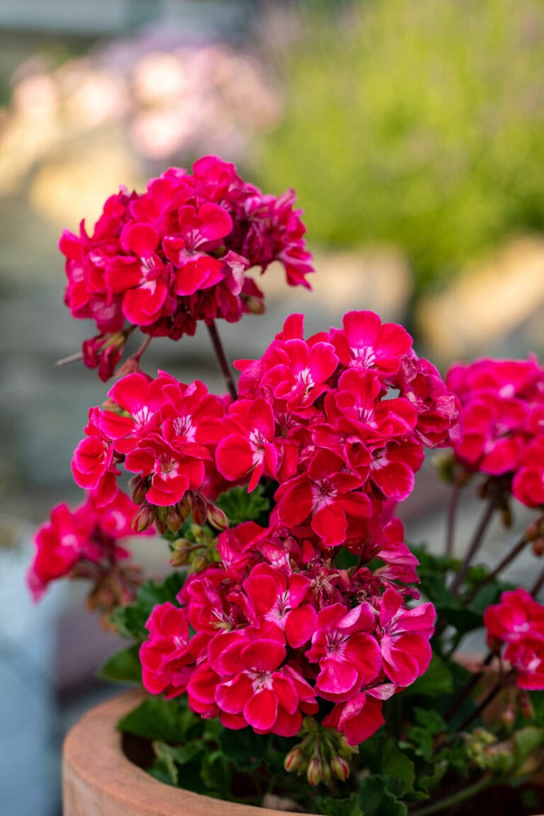 How to Keep Geraniums Blooming All Summer: A Complete Care Guide