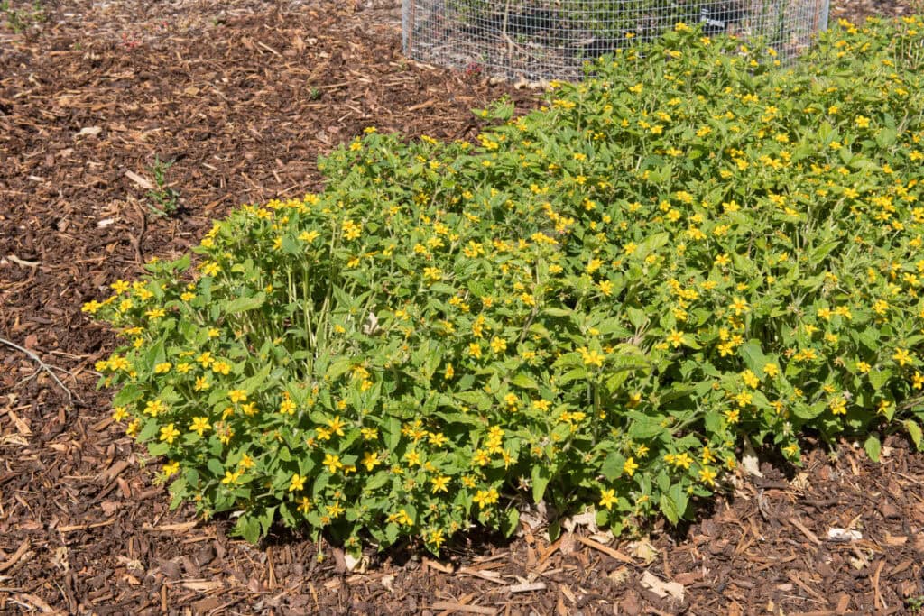 11 Native Ground-covers That Beat Invasive Spreaders (And Look Just as ...