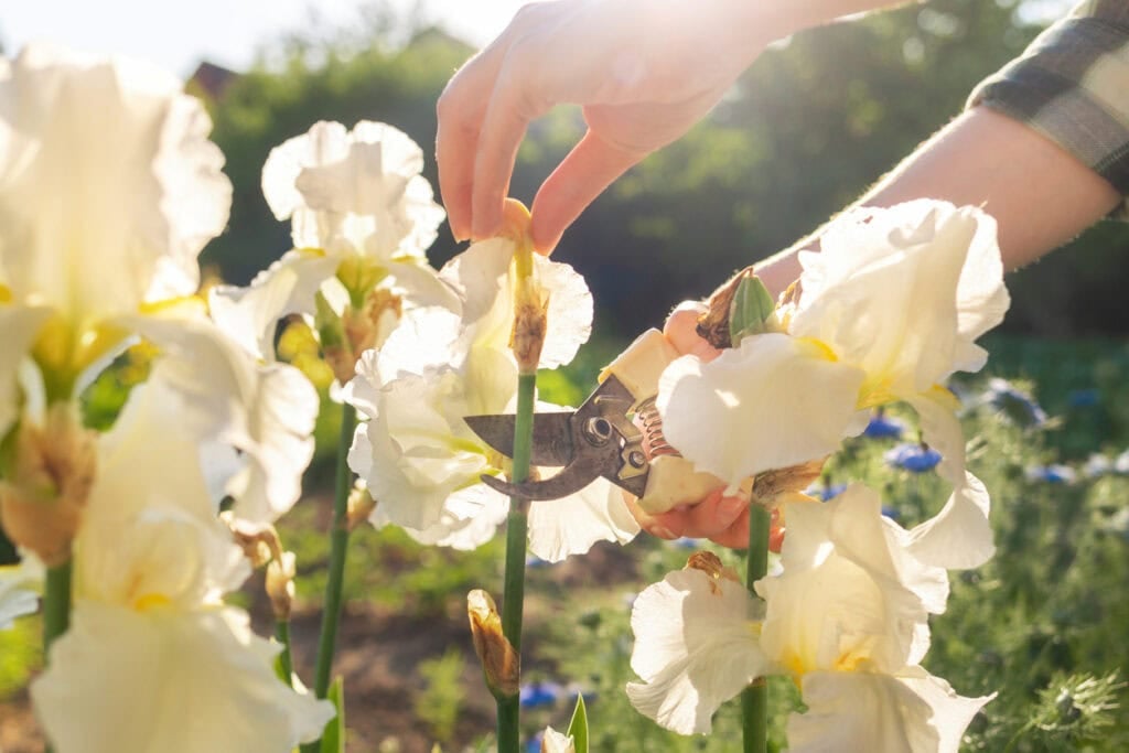 Should You Cut Back Iris Leaves? Here’s When and How to Do It Right