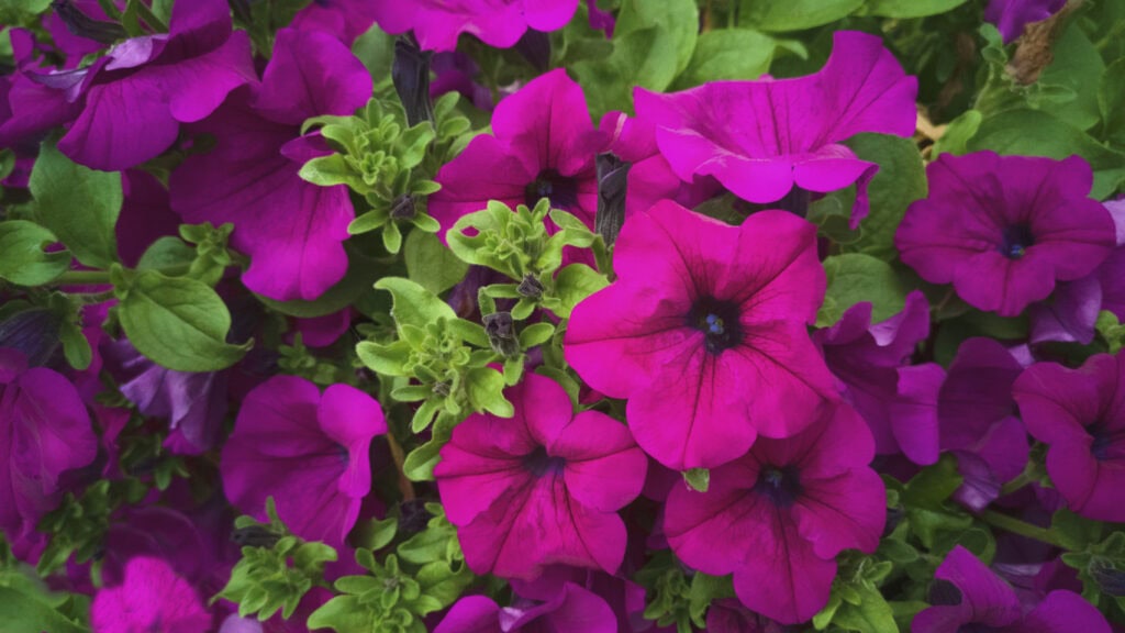 9 Stunning Petunia Varieties to Brighten Up Your Garden