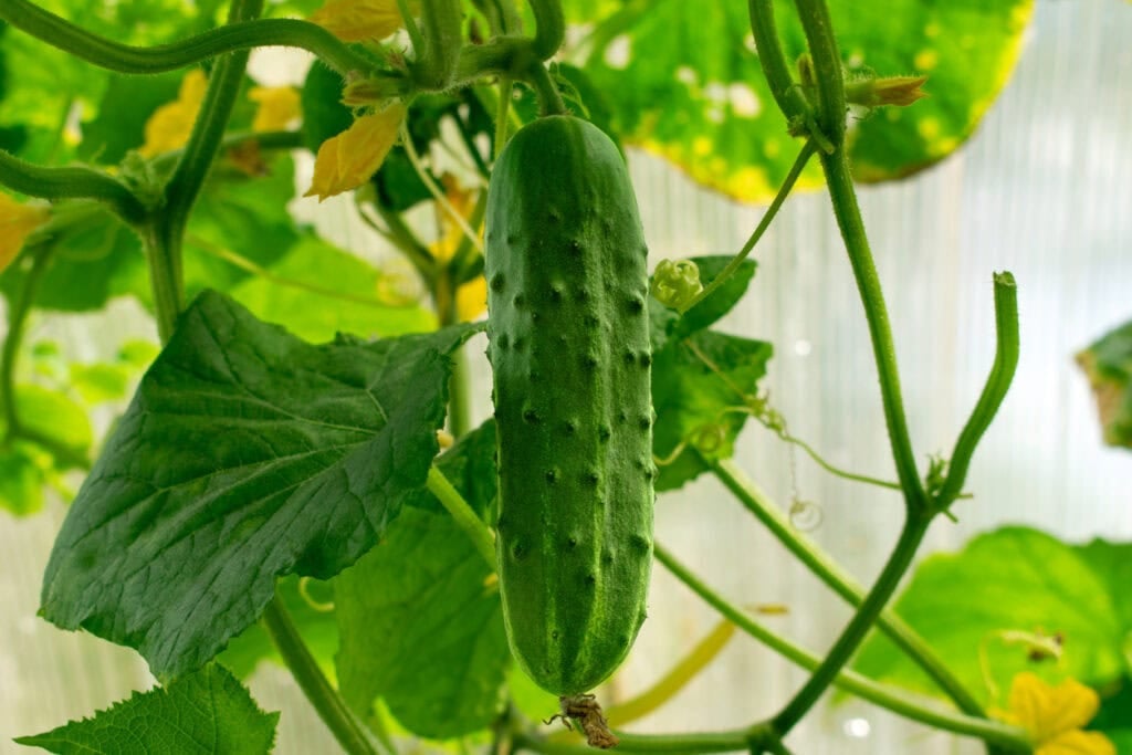 What Vegetables To Plant In July For A Late Summer Harvest (By Zone)
