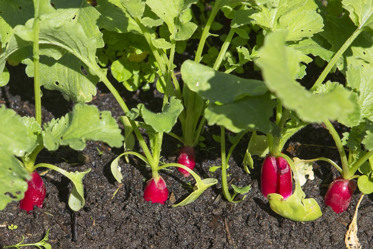 What Vegetables To Plant In July For A Late Summer Harvest (By Zone)