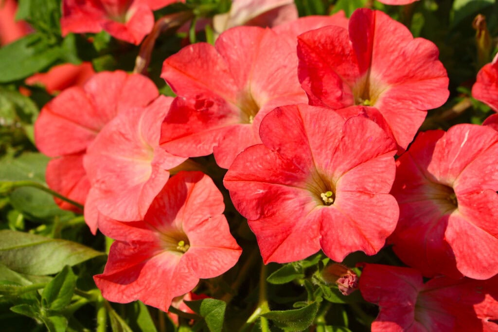 9 Stunning Petunia Varieties to Brighten Up Your Garden