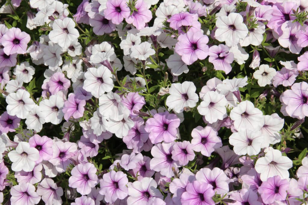 9 Stunning Petunia Varieties to Brighten Up Your Garden
