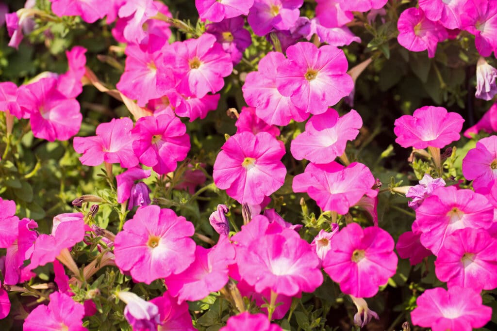 9 Stunning Petunia Varieties to Brighten Up Your Garden