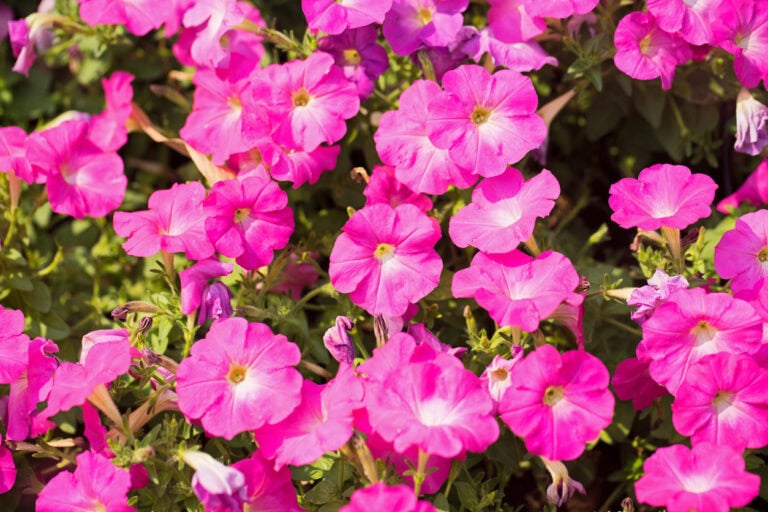 9 Stunning Petunia Varieties to Brighten Up Your Garden