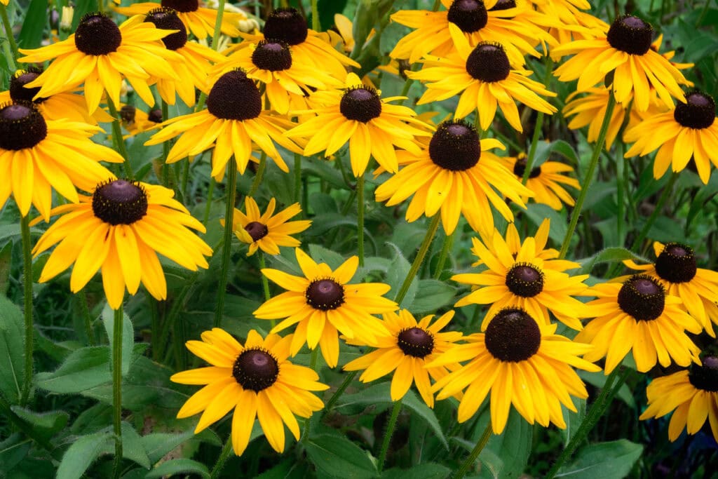 13 Essential Cut Flowers To Plant In Waves For Nonstop Color