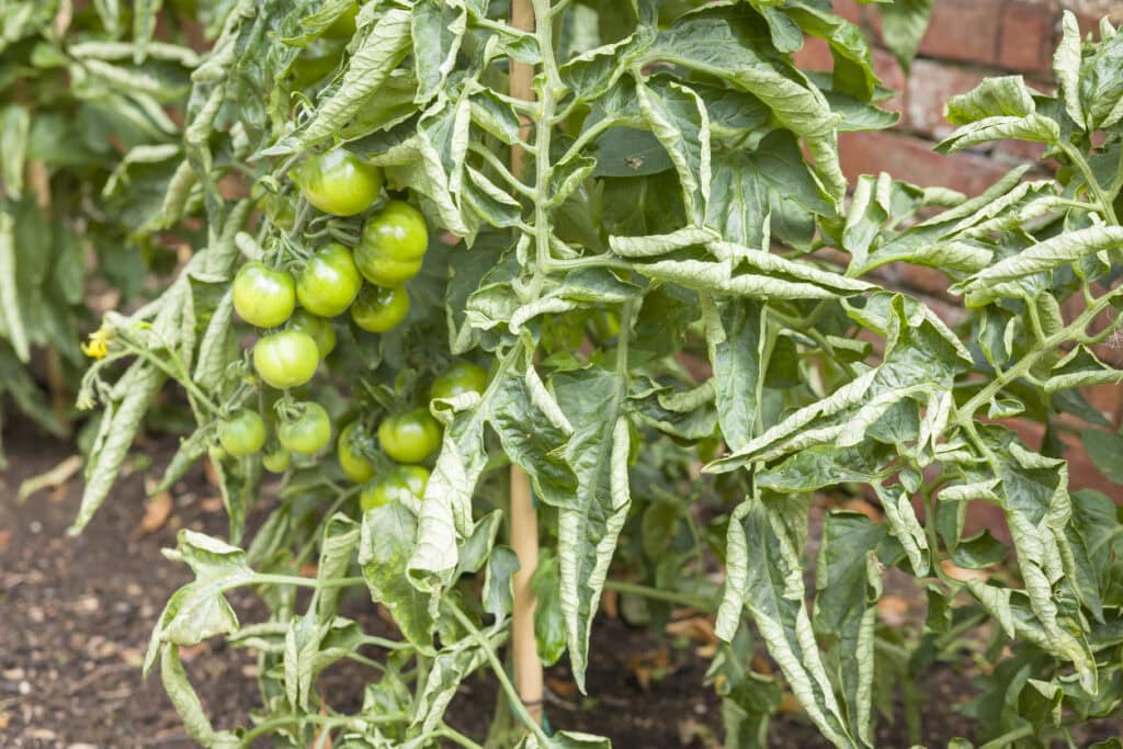 10 Common Tomato Problems and How To Fix Them Fast