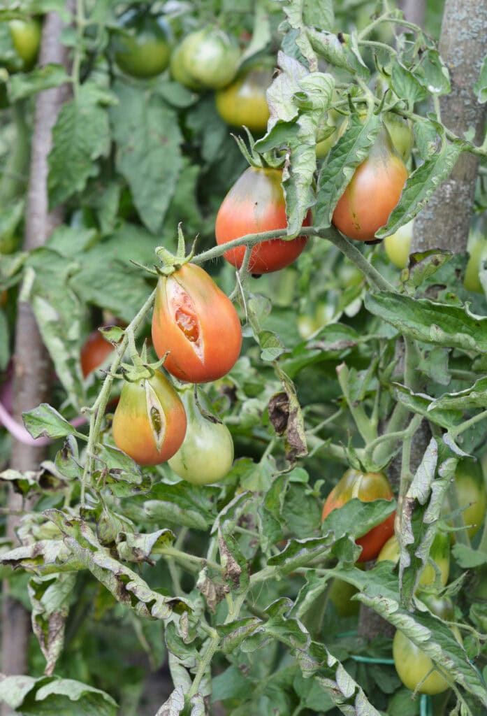 10 Common Tomato Problems and How To Fix Them Fast