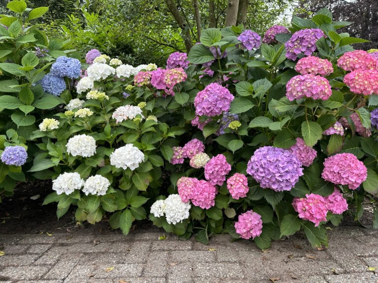 12 Cut-&-Grow Flowers Perfect For June Propagation