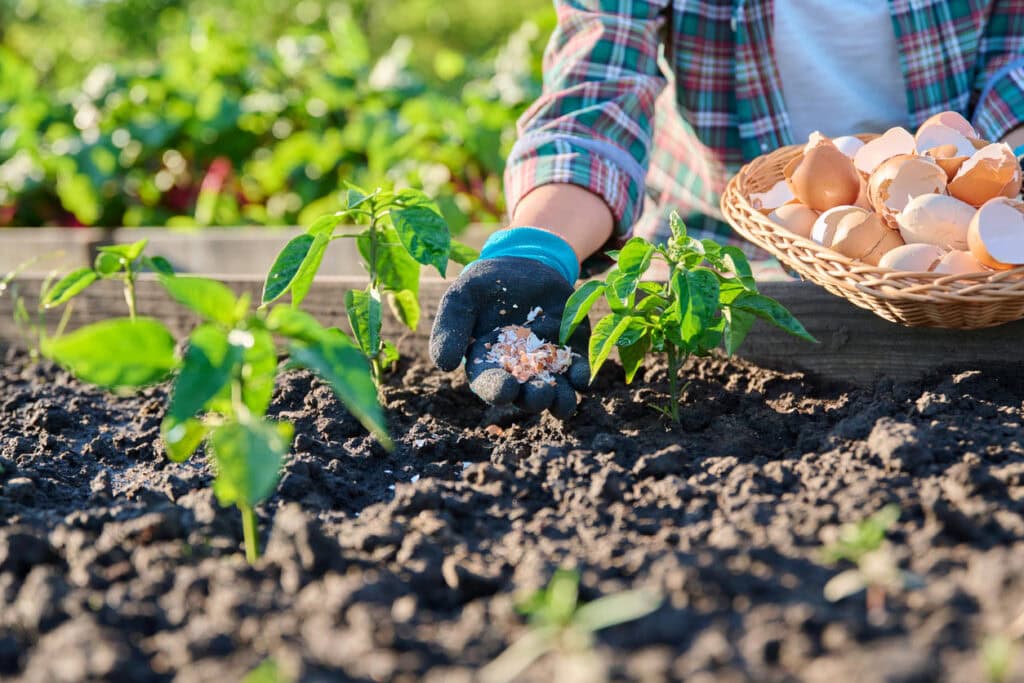 9 Organic Fertilizers You Can Make From Kitchen Scraps