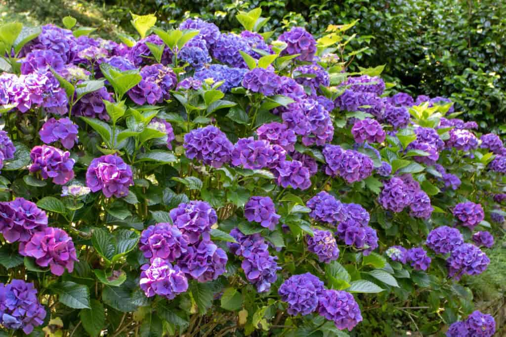 7 Essential Hydrangea Care Tasks To Tackle In February – News