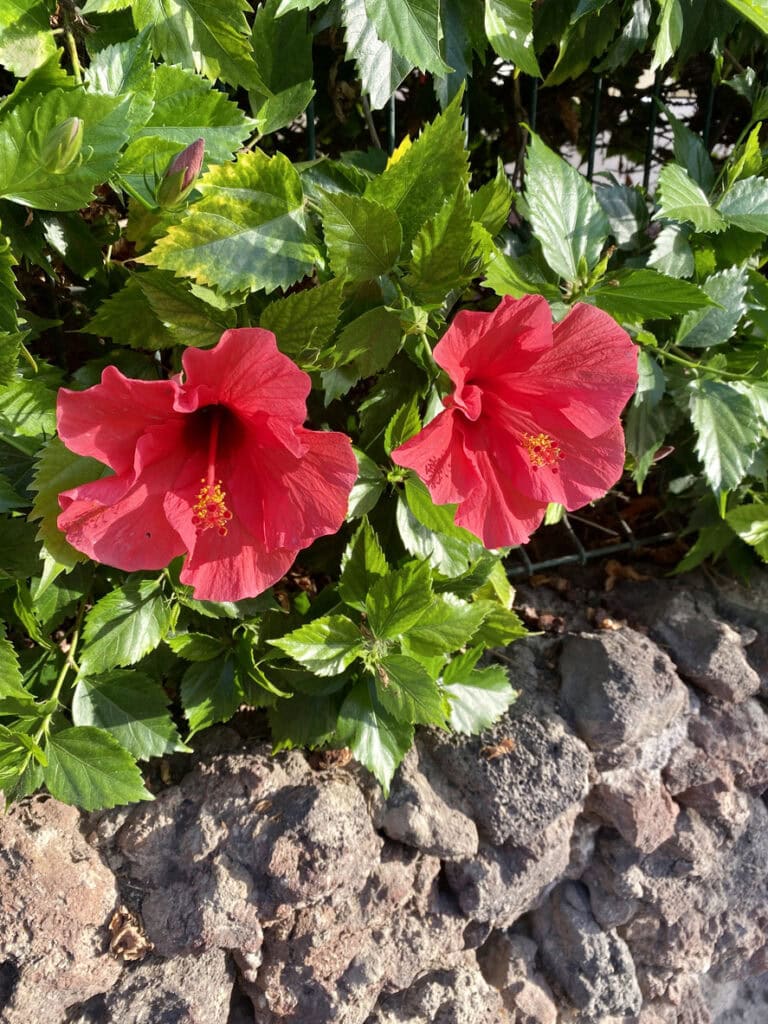 How To Keep Hibiscus Blooming: Seasonal Care For Nonstop Flowers