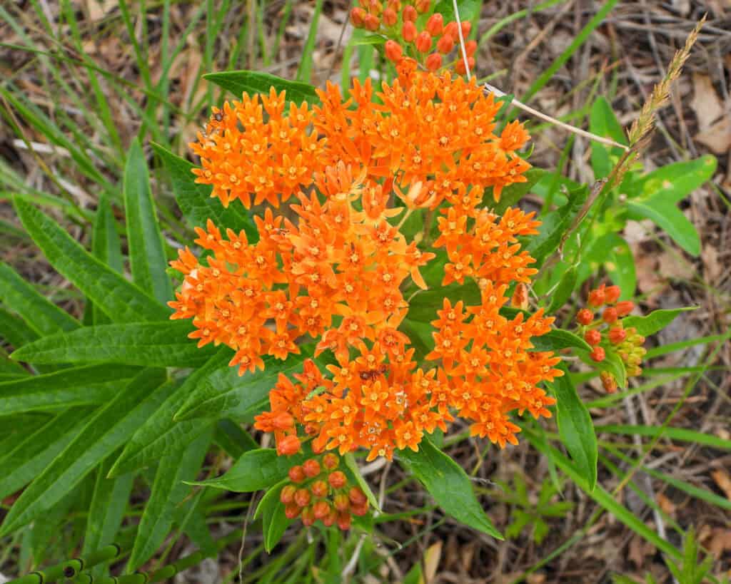 14 Native Plants For Pollinators In Midwest Gardens