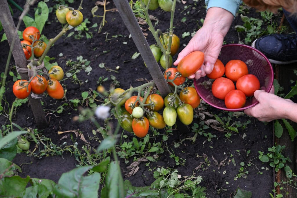 10 Common Tomato Problems and How To Fix Them Fast