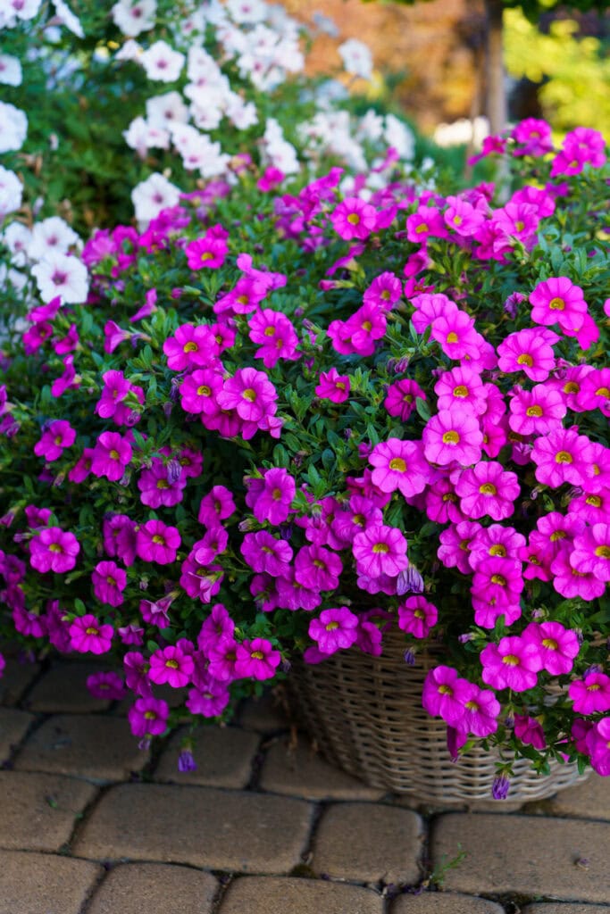 Long Blooming Annuals For Containers