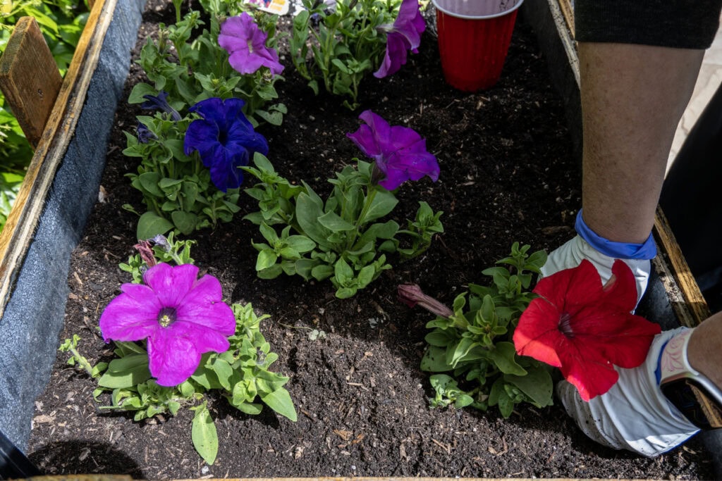 9 Stunning Petunia Varieties to Brighten Up Your Garden