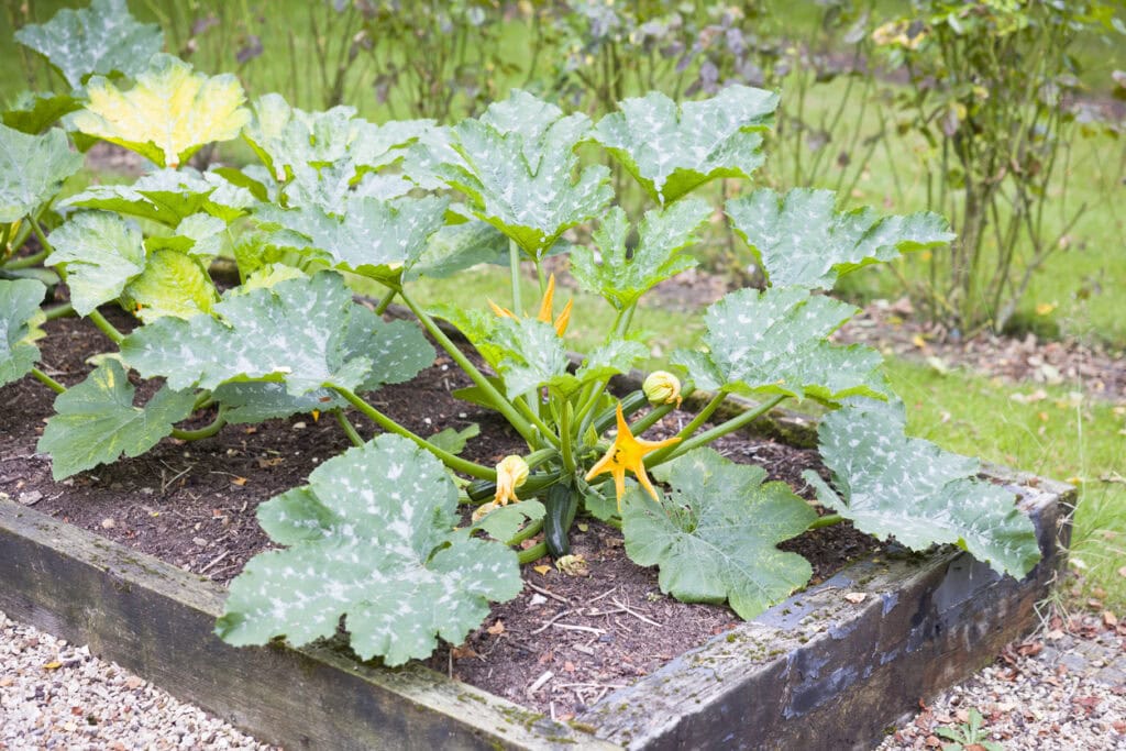 What Vegetables To Plant In July For A Late Summer Harvest (By Zone)