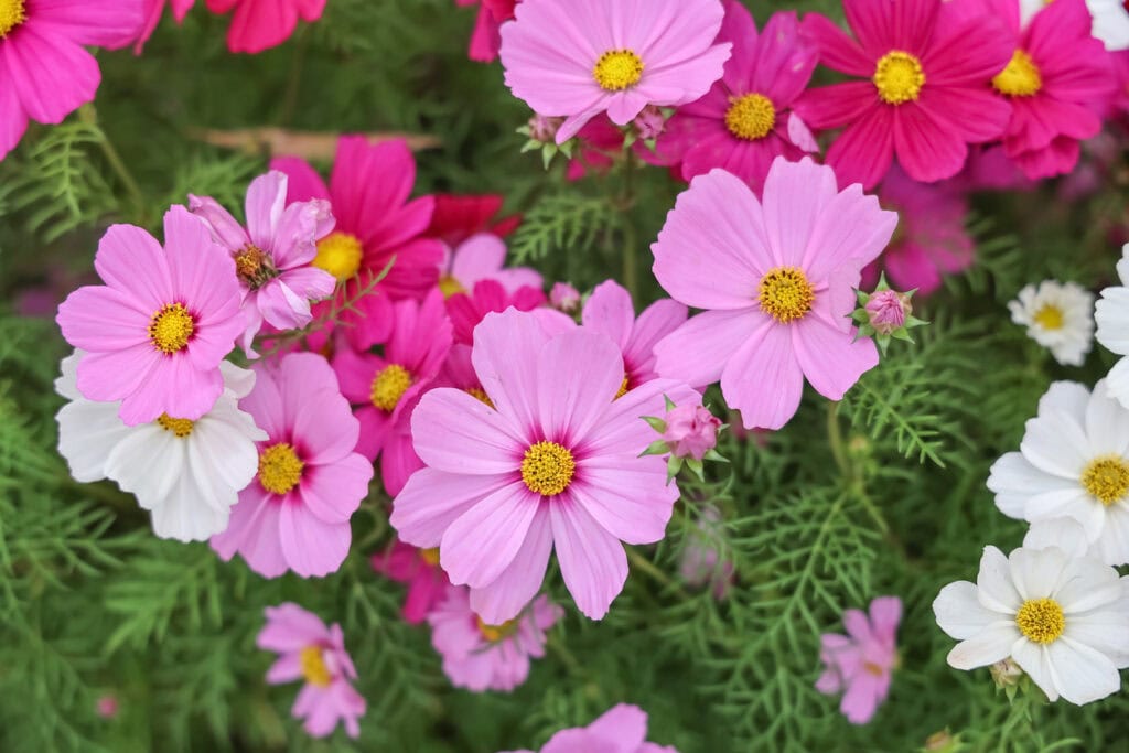 11 Self-Seeding Flowers That Provide Continuous Seasonal Color