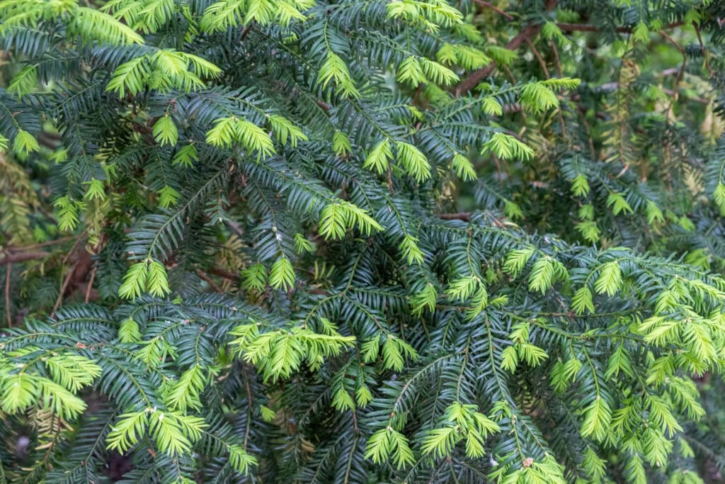 11 Beautiful Trees That Don’t Lose Leaves (Perfect For Privacy)