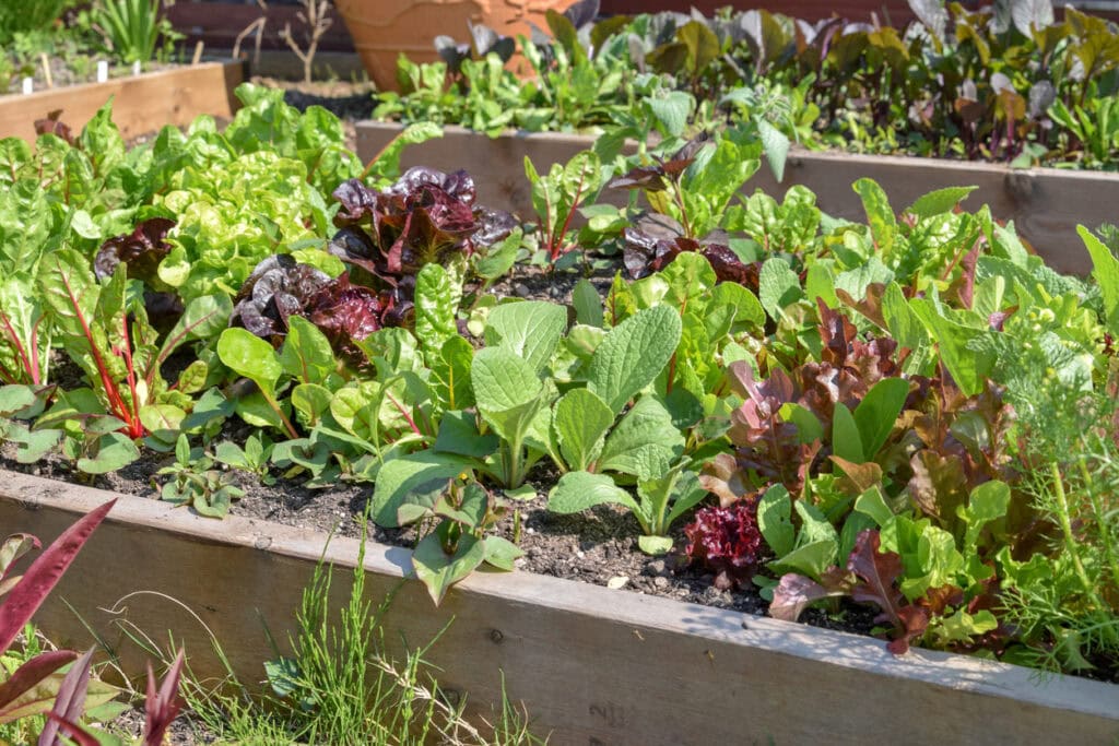 8 Vegetables You Can Still Plant In August For A Late Summer Harvest!