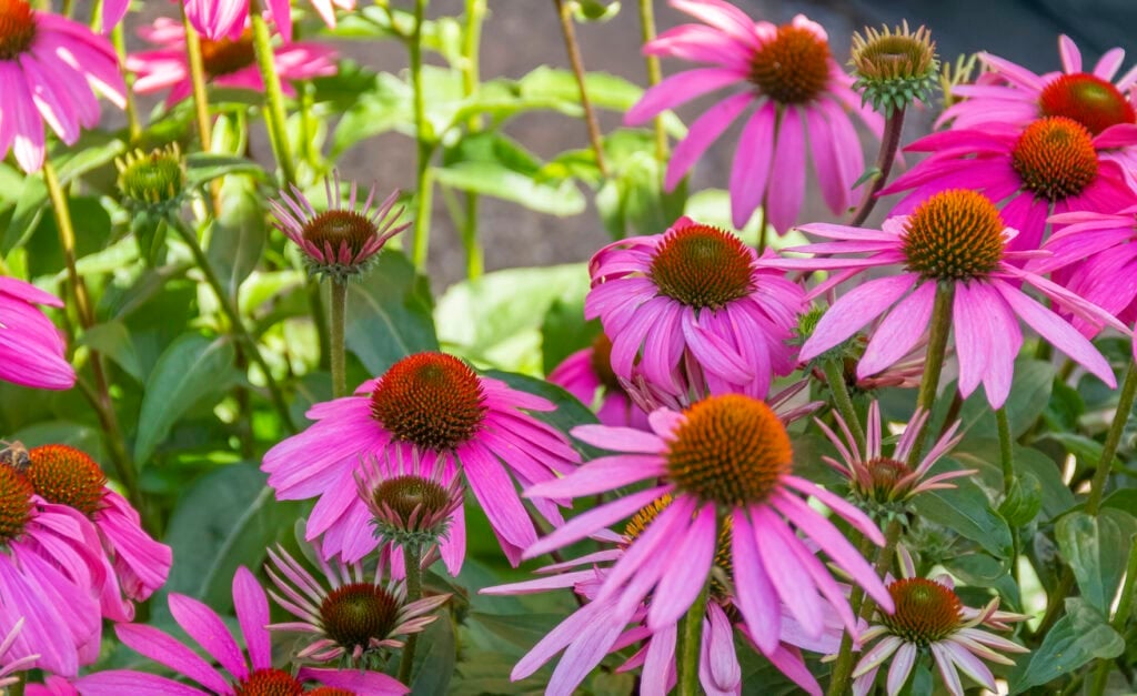 Coneflower Deadheading Guide – What To Cut and What To Leave
