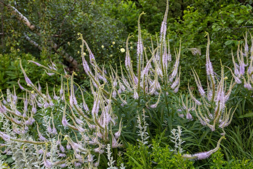 14 Native Plants For Pollinators In Midwest Gardens