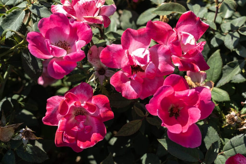 How To Deadhead Roses For More Blooms - Timing & Technique Explained