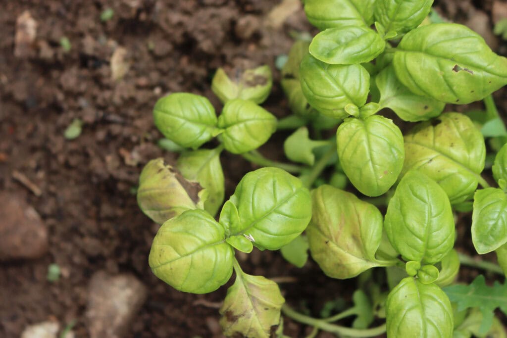 9 Common Basil Growing Problems And How To Fix Each One