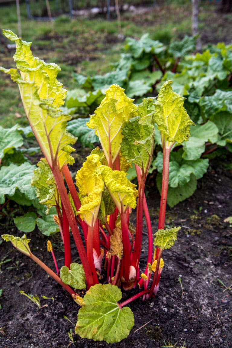 8 Common Rhubarb Growing Problems & How To Fix Each One