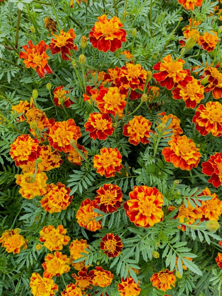 How To Rejuvenate Tired Marigolds With One Mid-Summer Trim