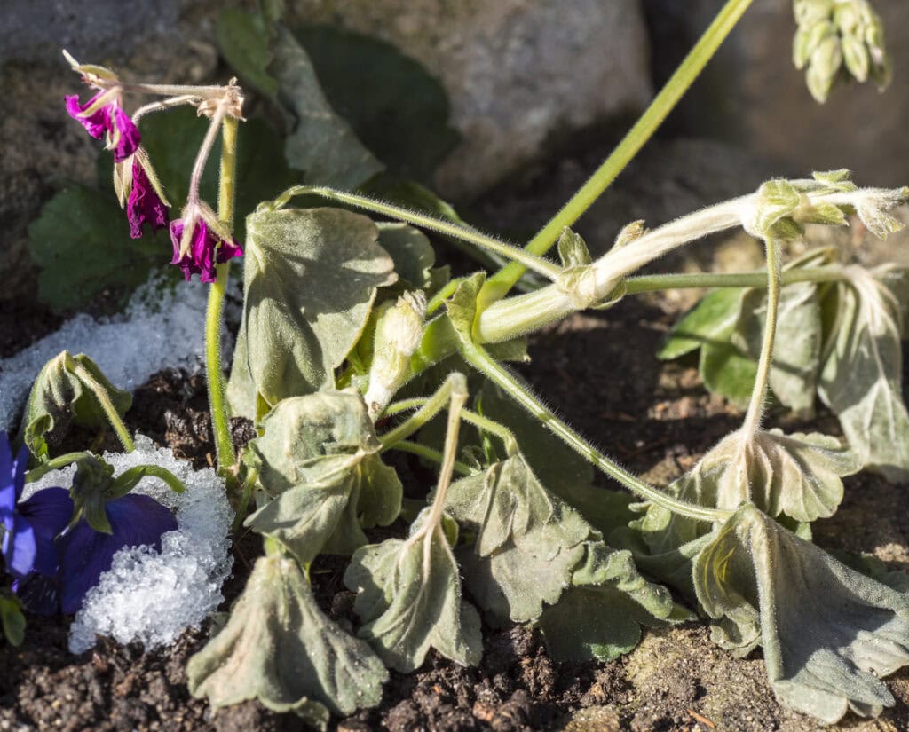 How To Fertilize Geraniums For Full, Vibrant Blooms All Summer