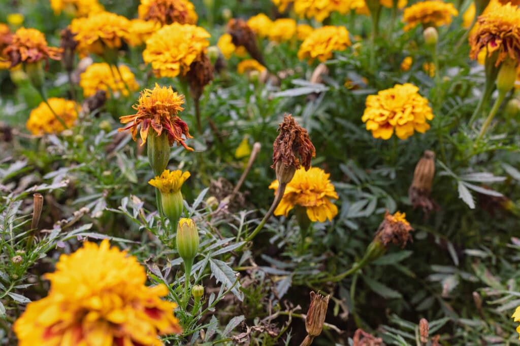 Marigold Leaves Turning Brown? Here's What’s Likely Going Wrong