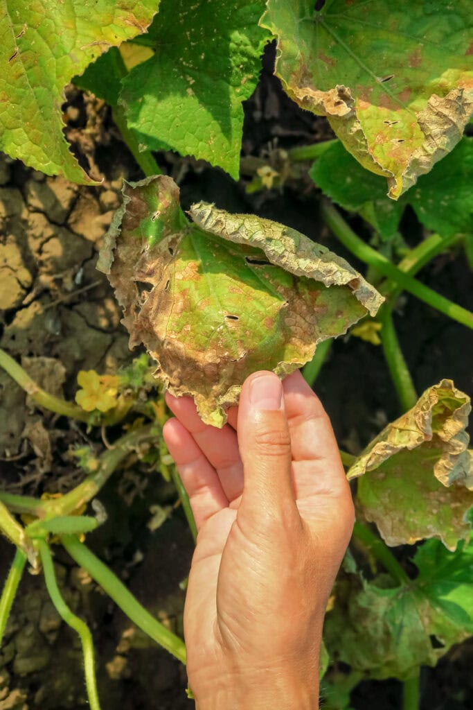 9 Common Cucumber Growing Problems (And How To Fix Each One)