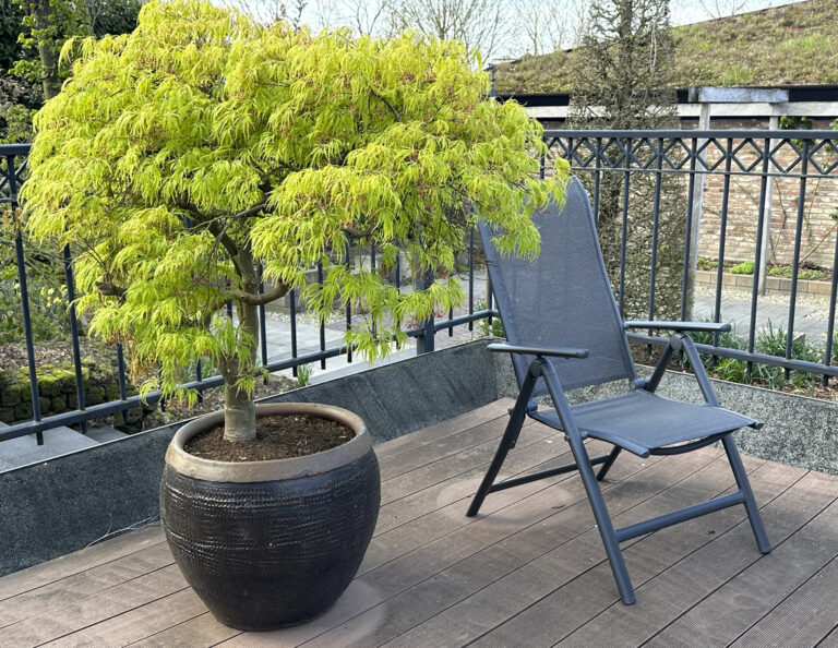 9 Trees You Can Successfully Grow In Pots - Even On A Balcony