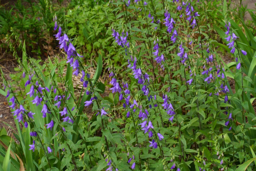 9 Common Garden Flowers That Are Incredibly Invasive