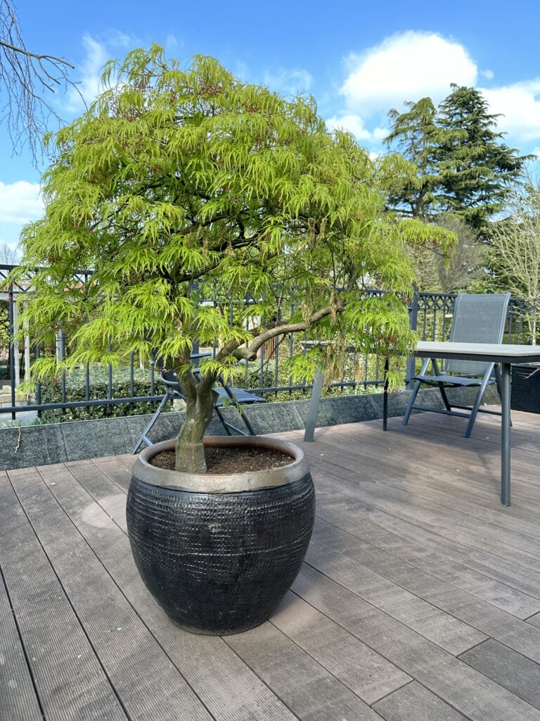 9 Trees You Can Successfully Grow In Pots - Even On A Balcony