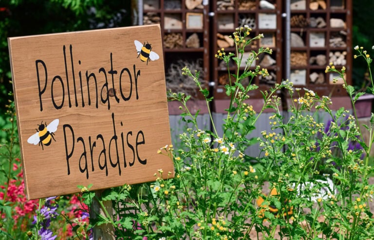 14 Native Plants For Pollinators In Midwest Gardens