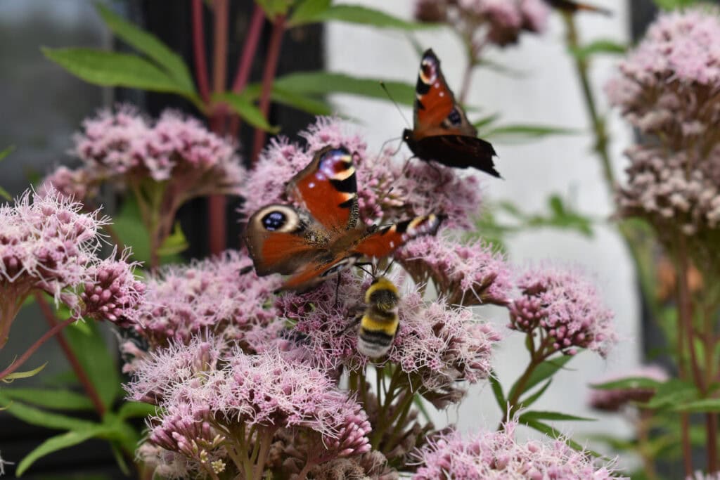 14 Native Plants For Pollinators In Midwest Gardens