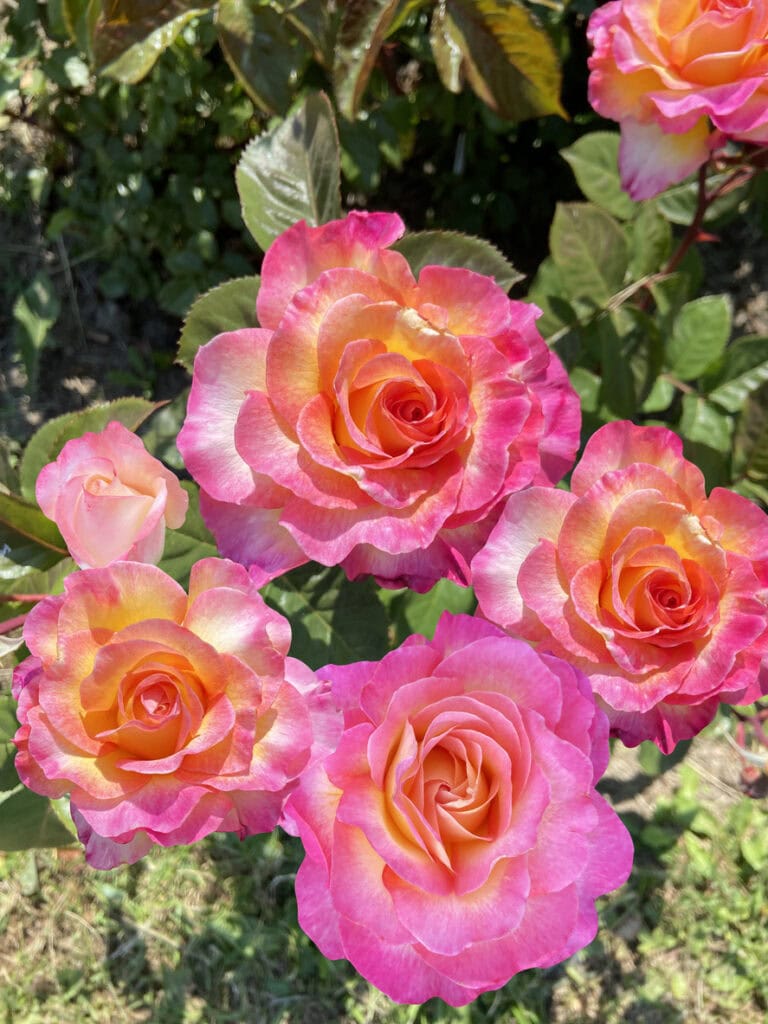 Cut Back Or Leave Alone? What To Do With Roses After They Bloom