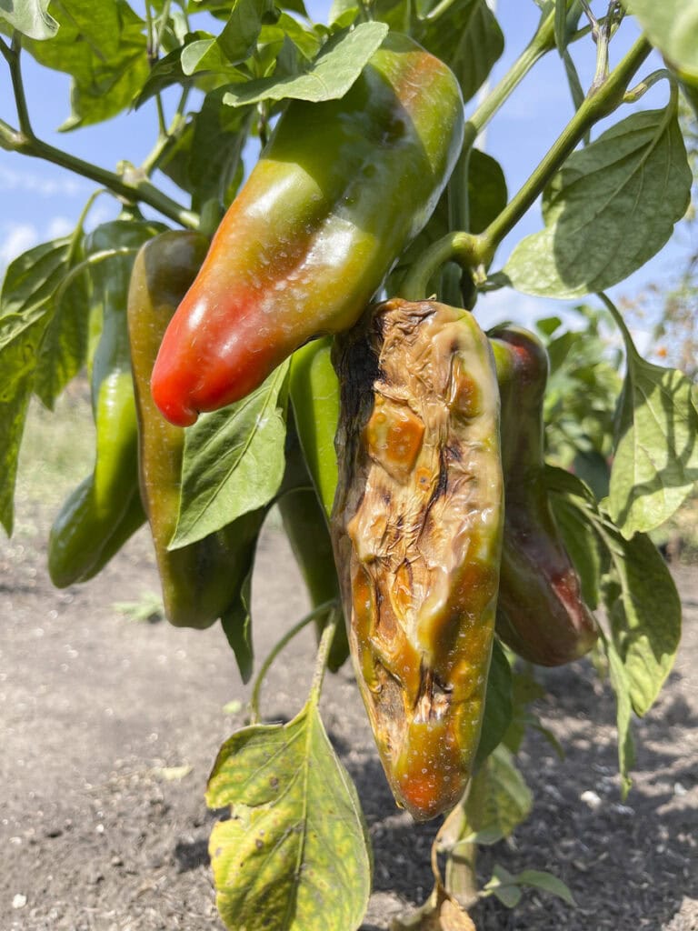 10 Common Pepper Problems & The Fastest Way To Fix Them