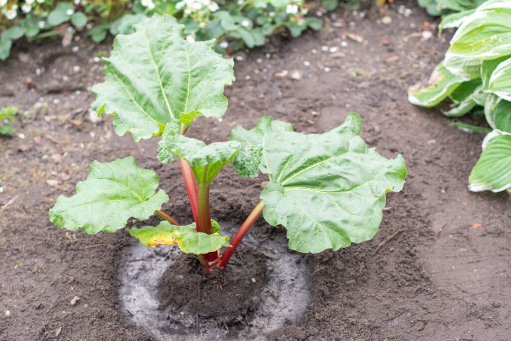 8 Common Rhubarb Growing Problems & How To Fix Each One