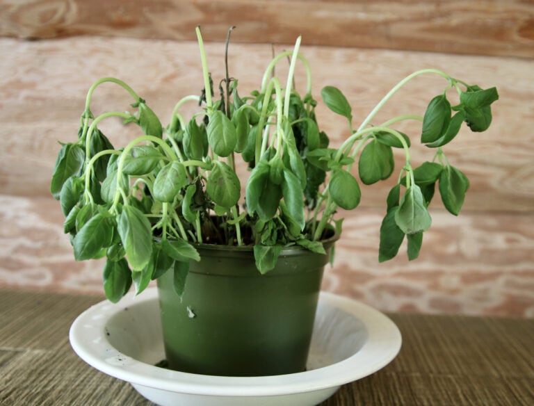 9 Common Basil Growing Problems And How To Fix Each One