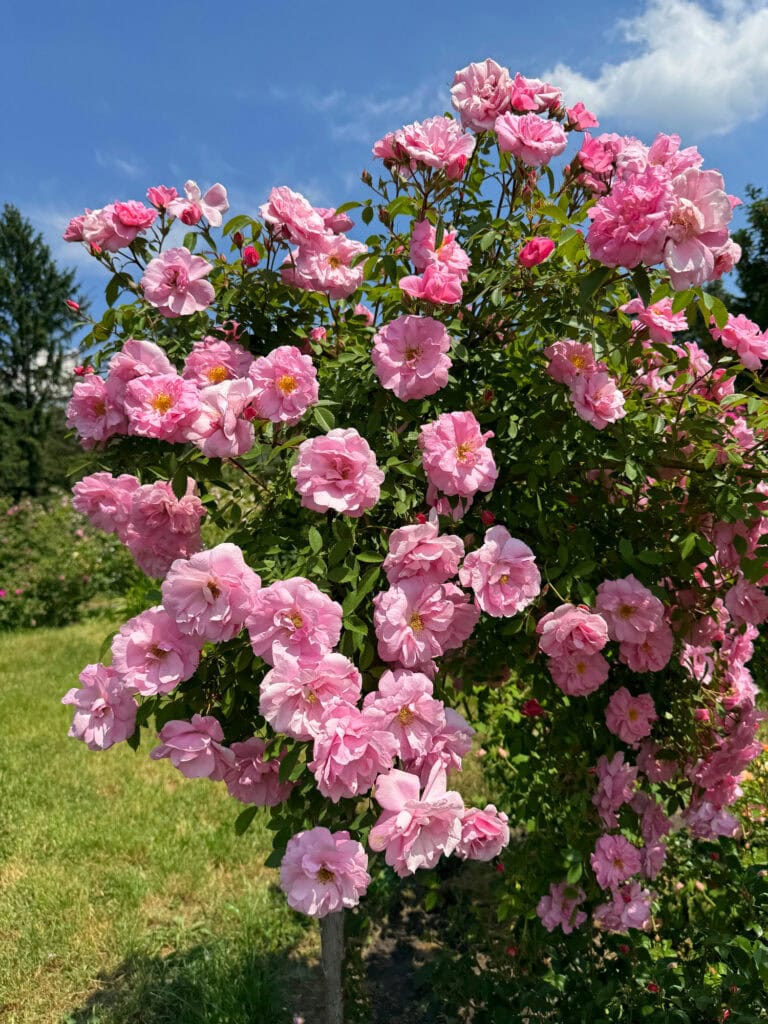 How To Deadhead Roses For More Blooms - Timing & Technique Explained