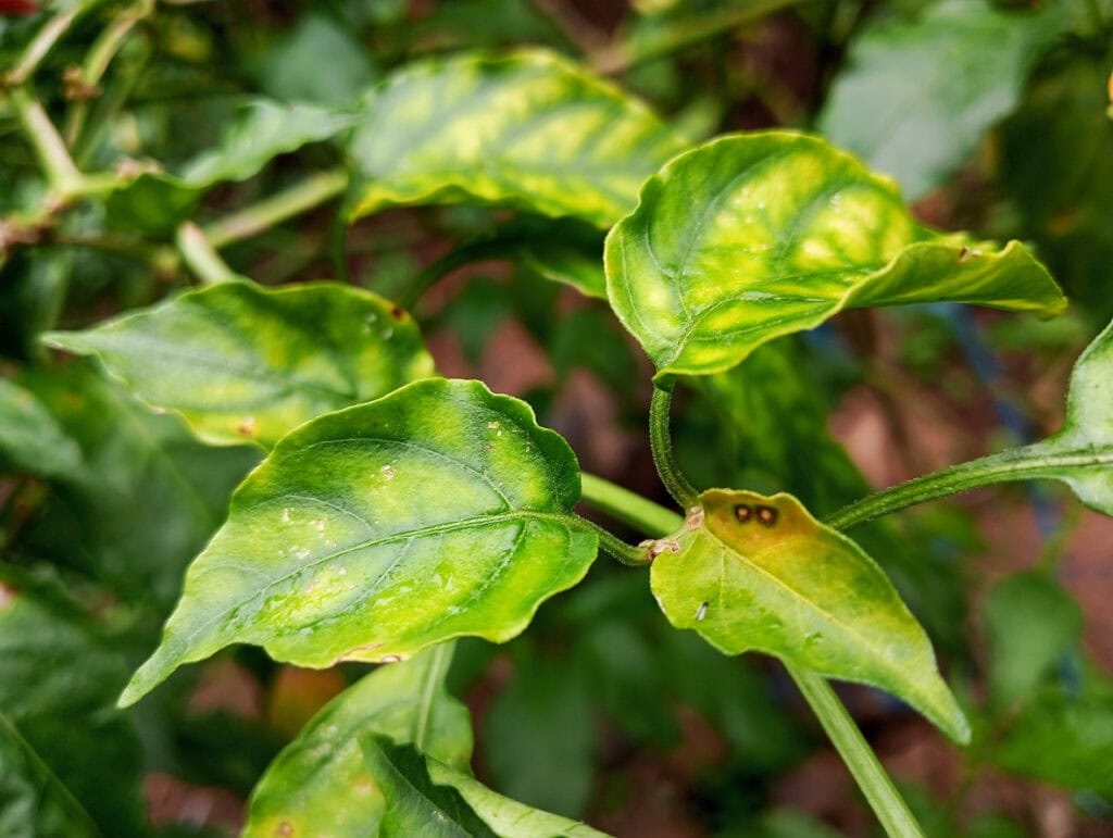 10 Common Pepper Problems & The Fastest Way To Fix Them