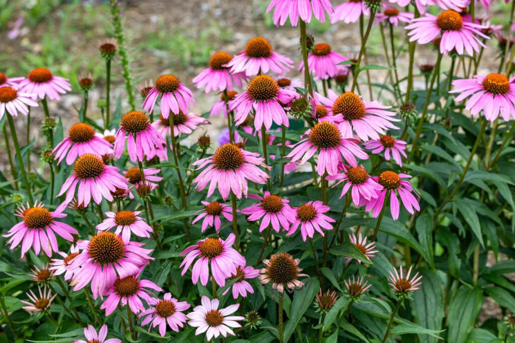 9 Perennials That Thrive For Decades & Bloom Every Year