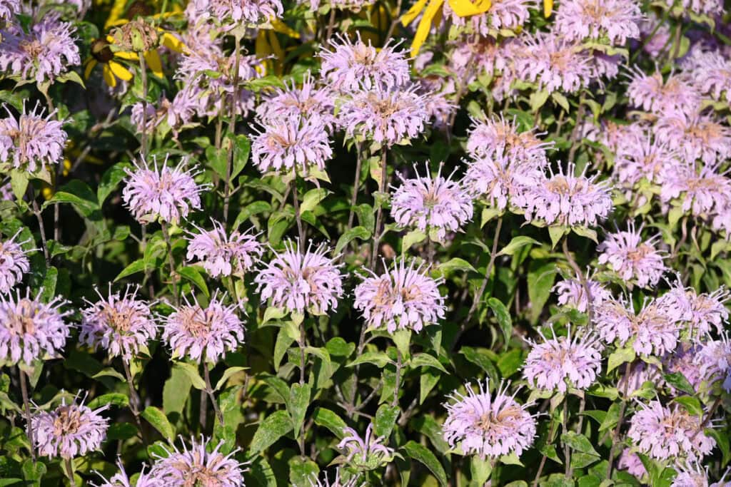 14 Native Plants For Pollinators In Midwest Gardens