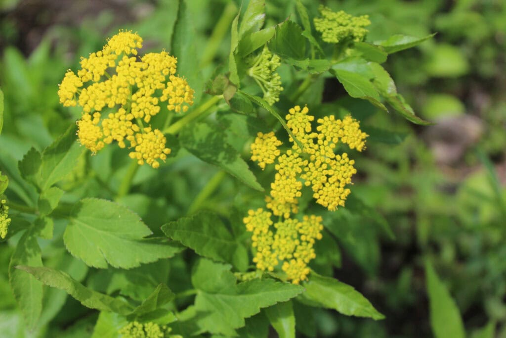 14 Native Plants For Pollinators In Midwest Gardens