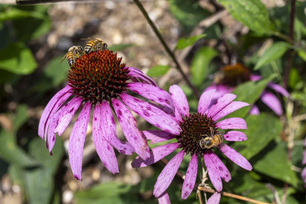 Coneflower Deadheading Guide – What To Cut and What To Leave
